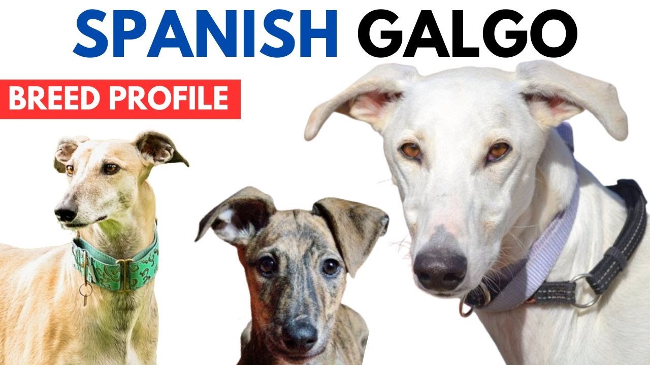 Spanish Galgo Breed Profile History - Price - Traits - Spanish Galgo ...