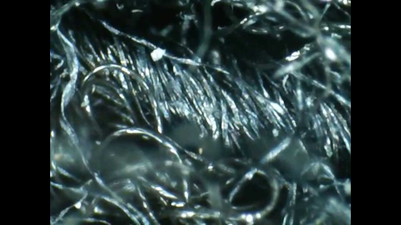 Flying bugs inside clothing - invisible to the naked eye - YouTube