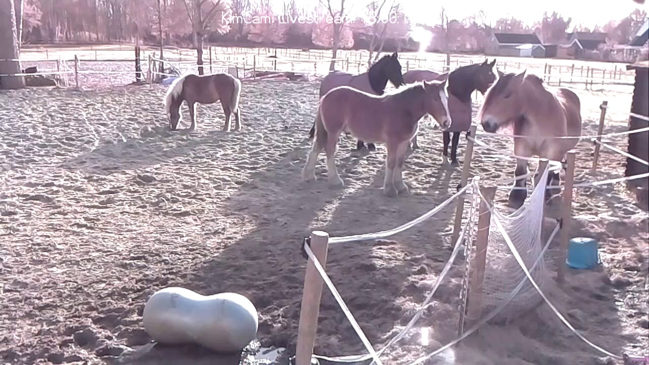 Horses LIVE stream ~ Koudbloed Kim - YouTube