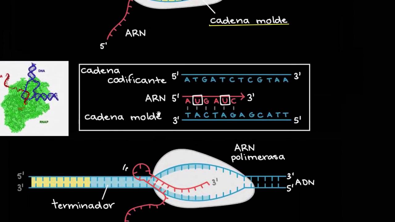 Transcripción y procesamiento del ARNm | Biología | Khan Academy en ...