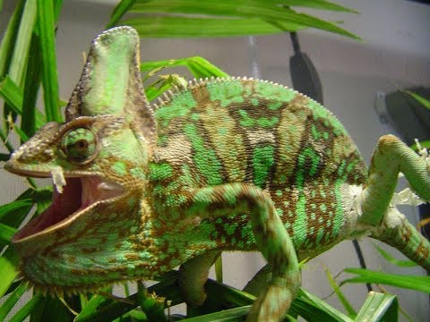 Angry Chameleon Dinner TIme!!! - YouTube