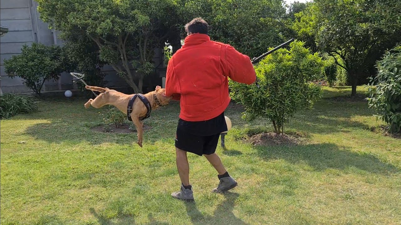 American Pitbull Protection Session - YouTube