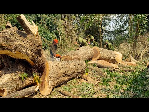 Hidden Danger! Felling a Giant Old Tree Surrounded by Thorns!