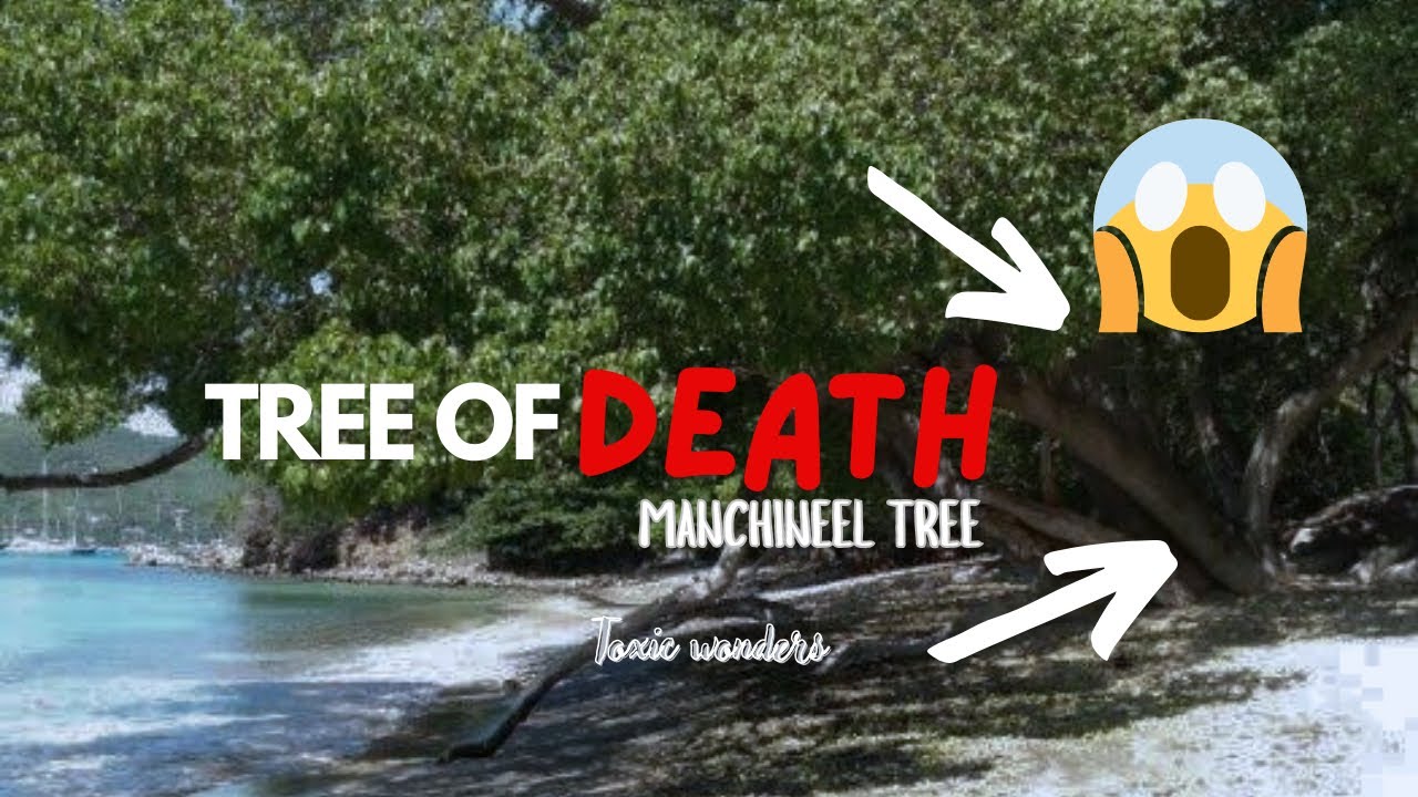 Tree of Death 😮😮😮 | Most poisonous tree | Manchineel tree | Poisonous ...