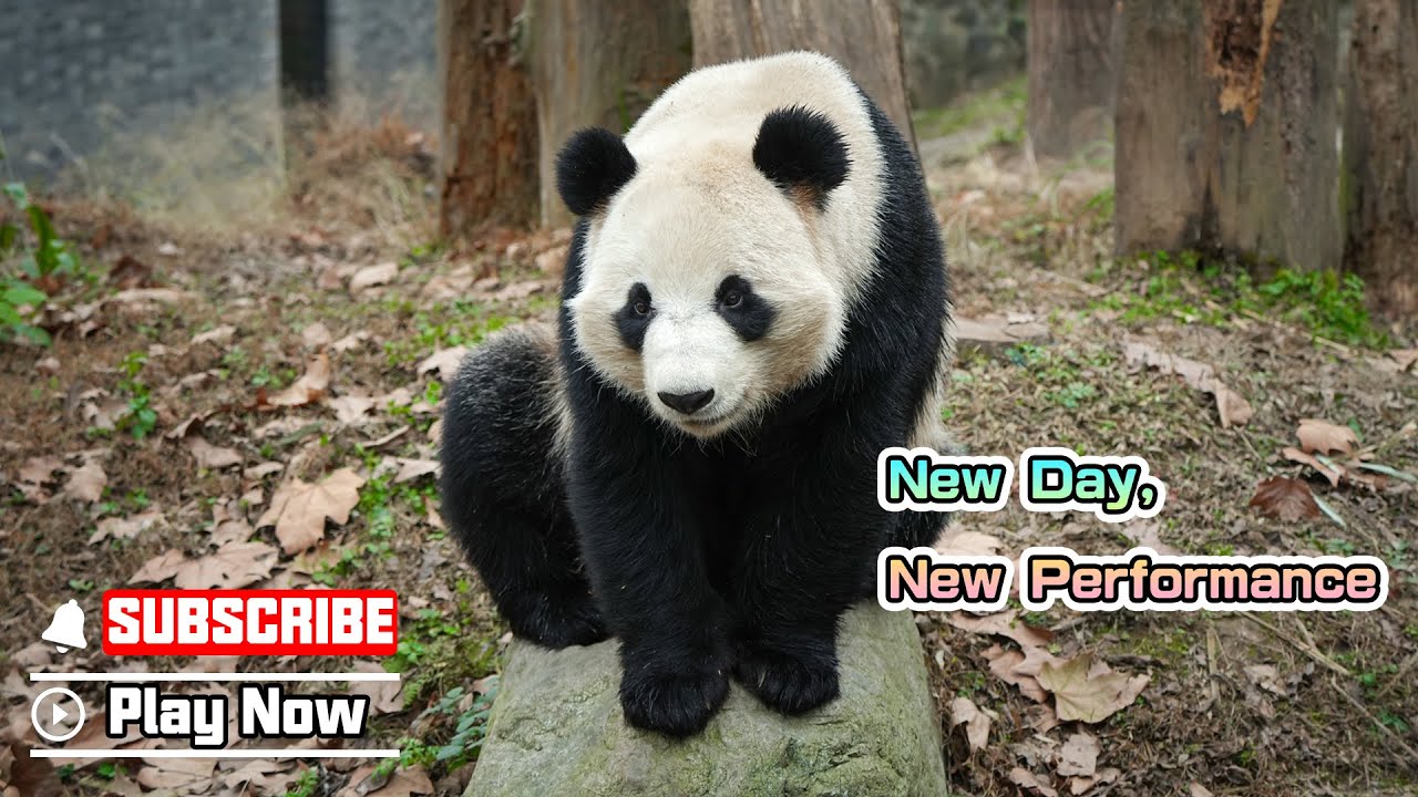 【Panda Billboard】Episode 336 Pandas Bring You Wonderful Performances ...