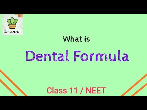 Dental formula || Dental formula of humans || NEET Class 11 Digestion ...