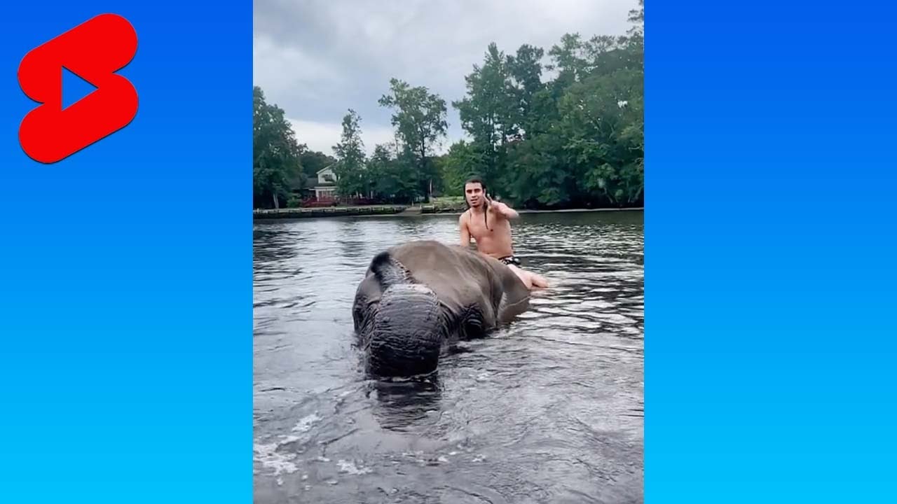 We are the dobres and we do backflips...on elephants 😂 - YouTube