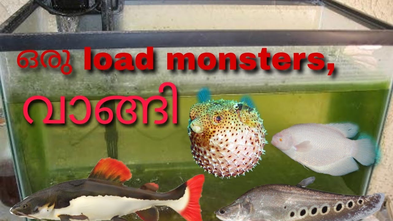 ഒരു ലോഡ് monster ഫിഷ് നെ വാങ്ങി. 💥red tail catfish,clown knife fish ...