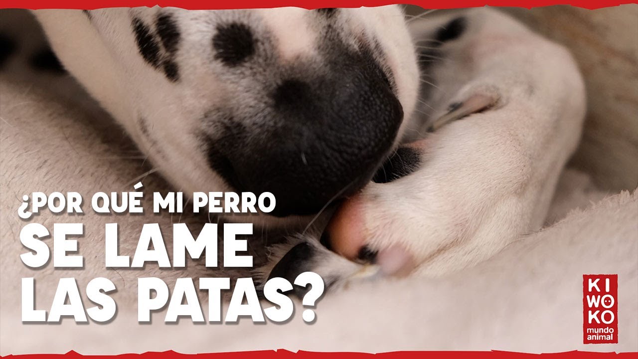 Mi PERRO se LAME MUCHO las PATAS 🐶👅【 5 Motivos】 - YouTube