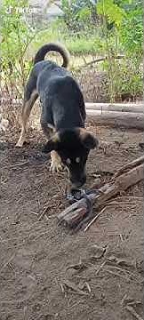 Dog ate snake 🐕vs🐍 - YouTube