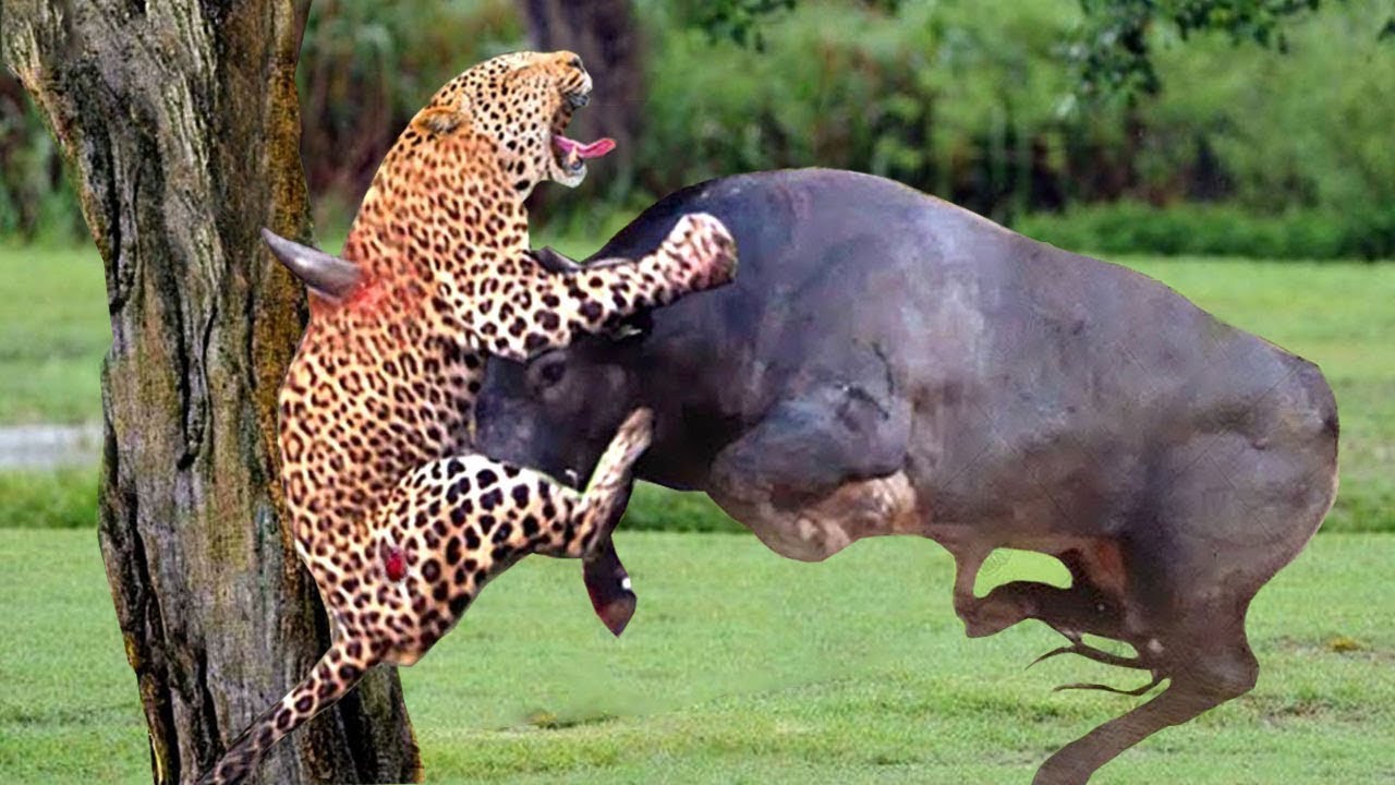 Leopard vs. Buffalo - A Fierce Encounter that Will Leave you on the ...