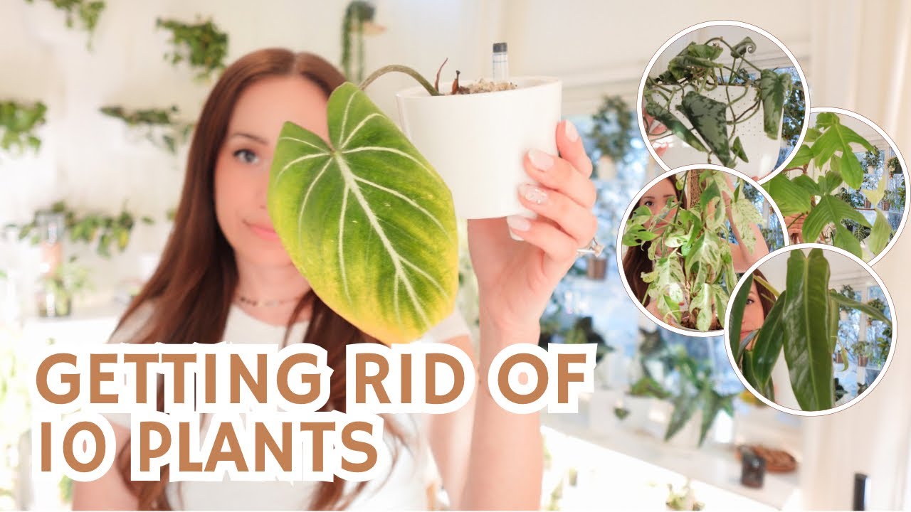 decluttering my plant collection🌿 Saying Goodbye to Plants I No Longer ...
