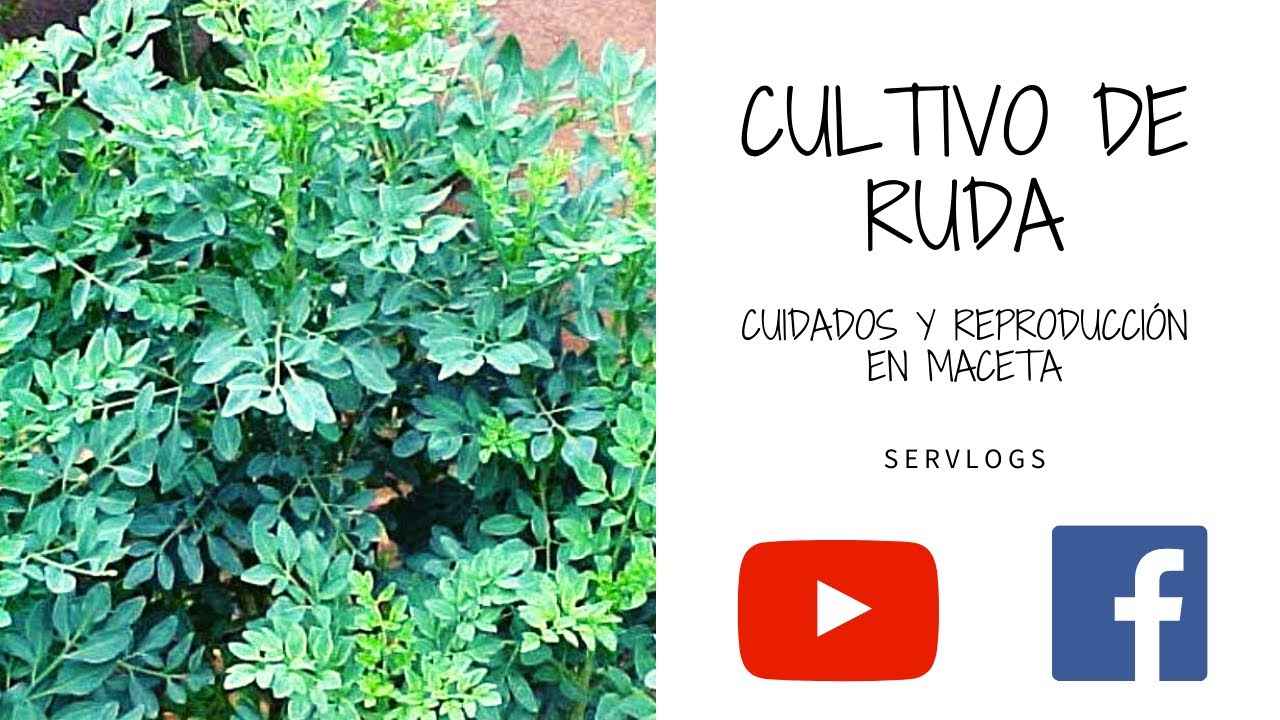 Como cultivar y reproducir una planta de Ruda | Macho y Hembra. 💚😮👍 ...