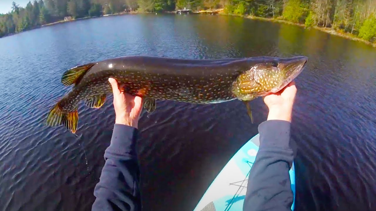 Huge Pike Caught on a Stand Up Paddle Board - YouTube