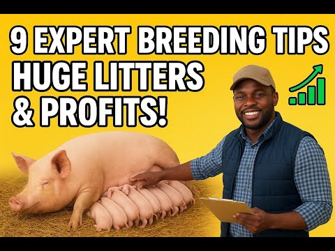 SUCCESSFUL Pig Breeding Tips for Beginners | Improve Your Pigs Mating Success | Pig farming Nigeria