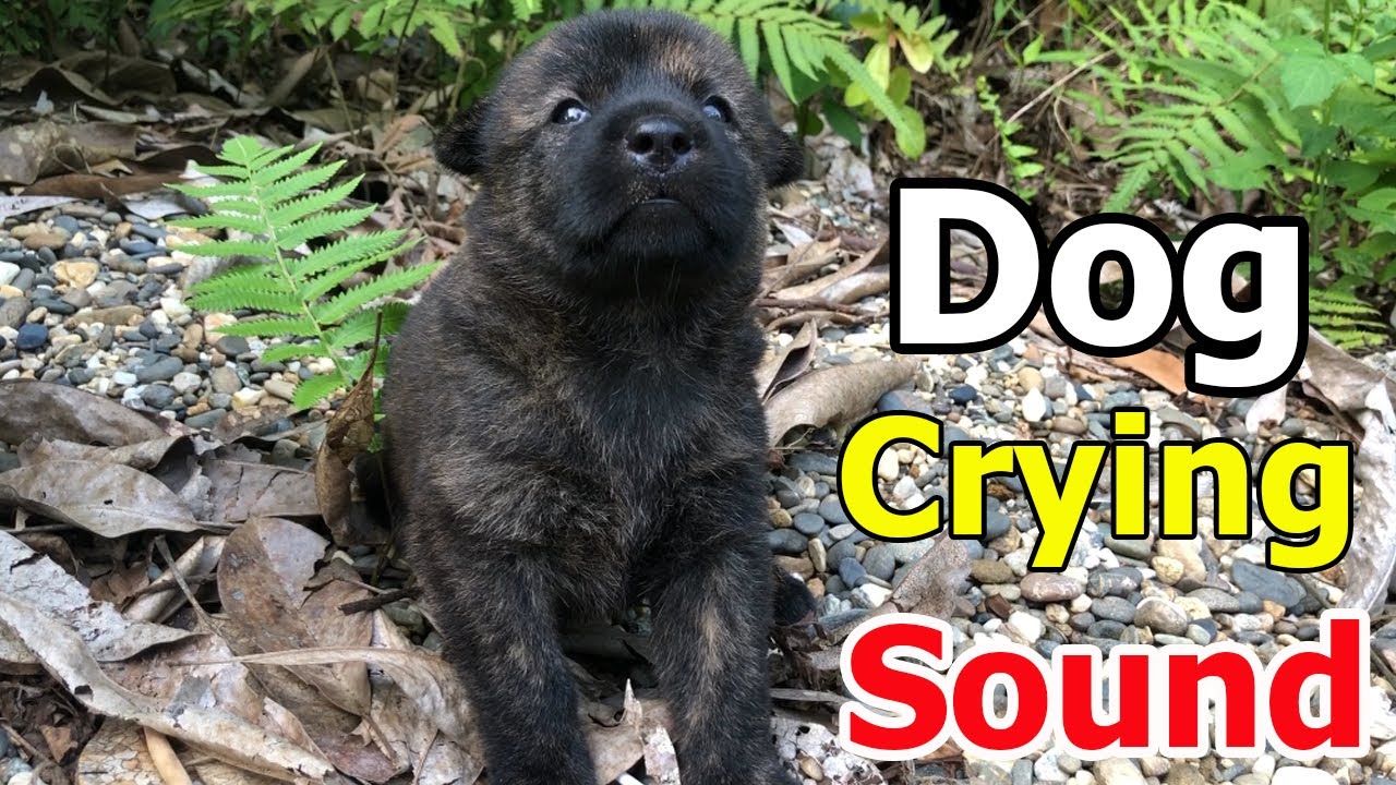 Dog Crying and Whining Loud - YouTube