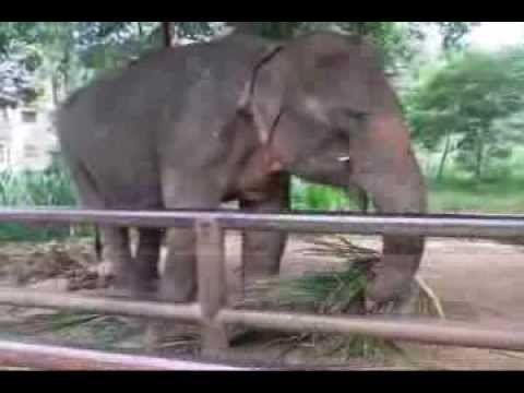 Elephant Poop (& Its Source) - YouTube
