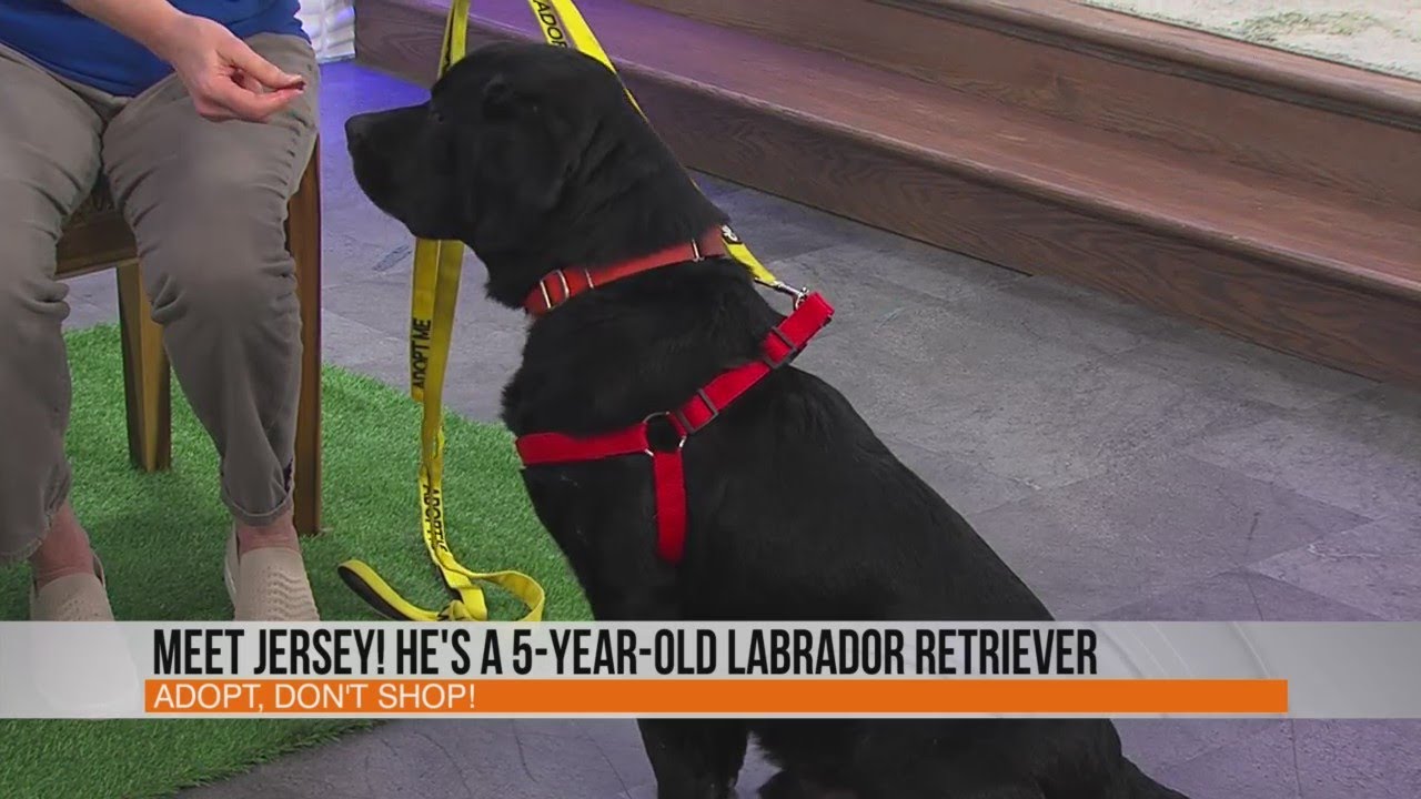 5-year-old labrador retriever seeks fur-ever home WTAJ Studio 814 - YouTube