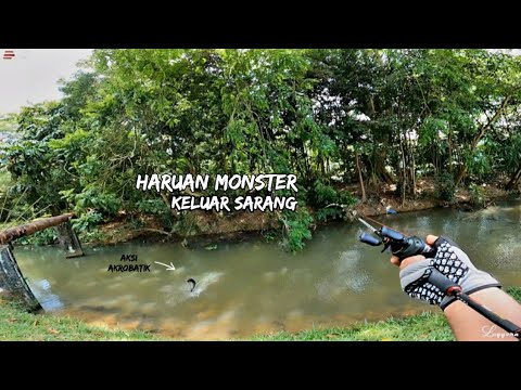 Memujuk HARUAN MONSTER Menggunakan Reel EXP Leggera! - #v169 - YouTube