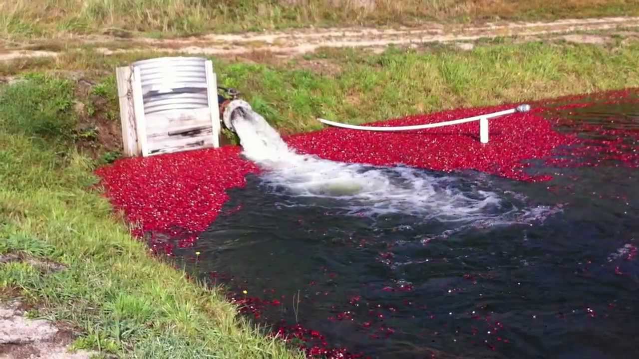 Floating The Bog - YouTube