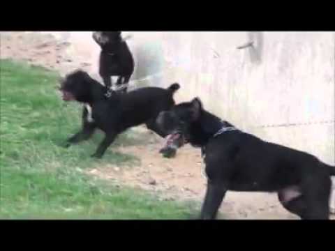 cane corso protection work - YouTube