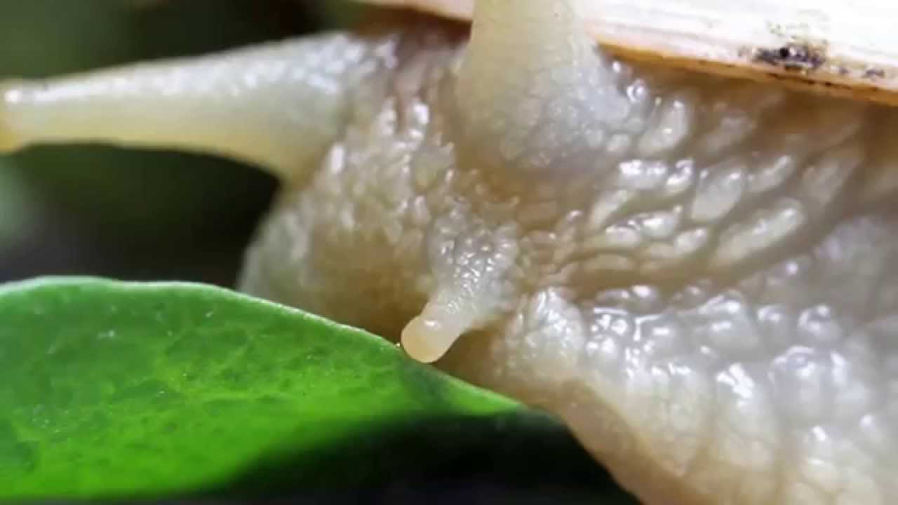 Fascinating Macro of Gross critters :) Canon MP-E 65mm, Spring 2015 ...