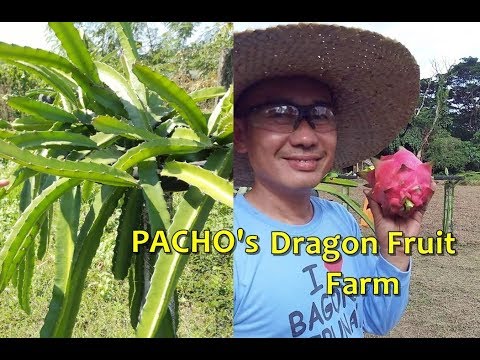 Pacho's Dragon Fruit Farm (How We Started) - YouTube