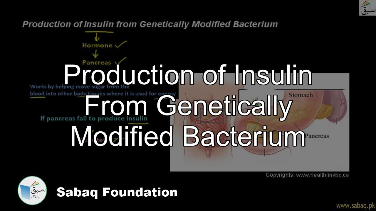 Production of Insulin From Genetically Modified Bacterium, General ...
