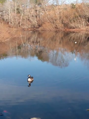 Geese Leader of the pack - YouTube