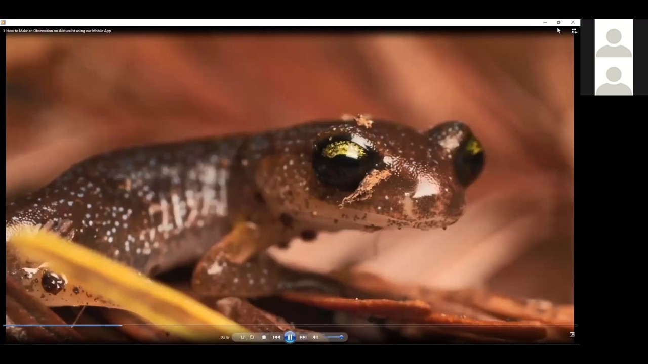 MRNR Backyard Edition iNaturalist Training with Allen Boynton - YouTube