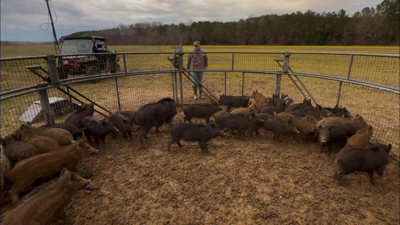 2nd LARGEST Wild hog catch. Most AGGRAVATING catch EVER!!! - YouTube