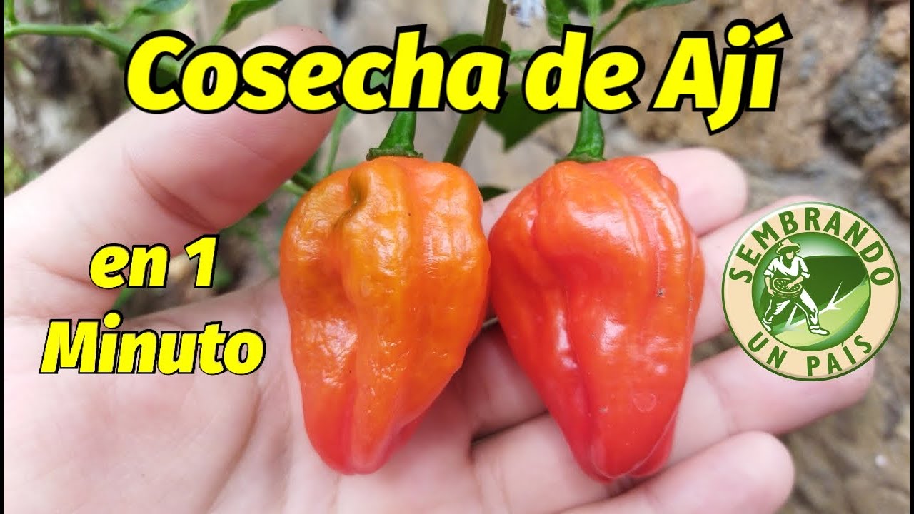 Así se Cosecha el Ají en 1 minuto - YouTube