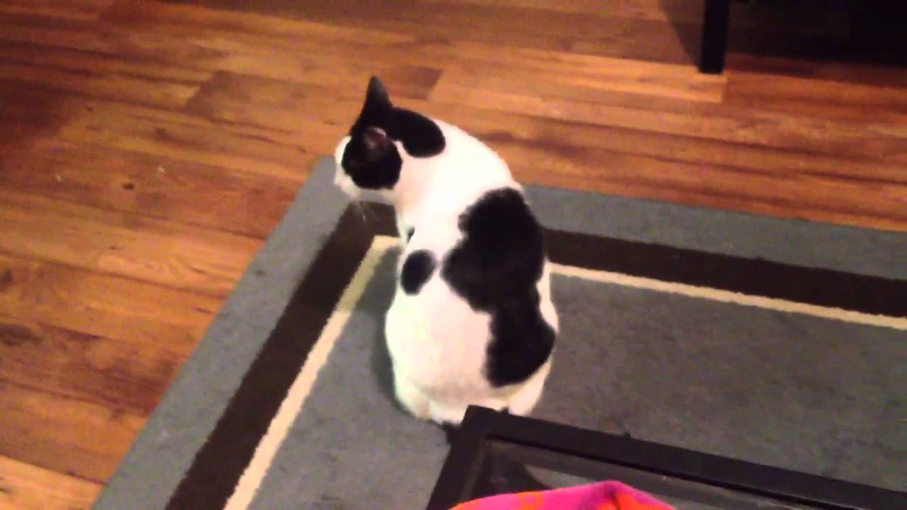 A cat chasing his own tail. - YouTube