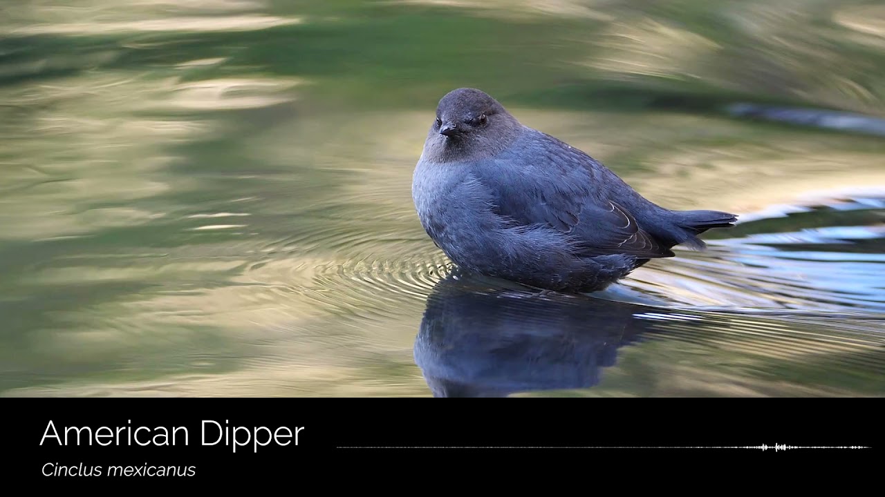 American Dipper - YouTube