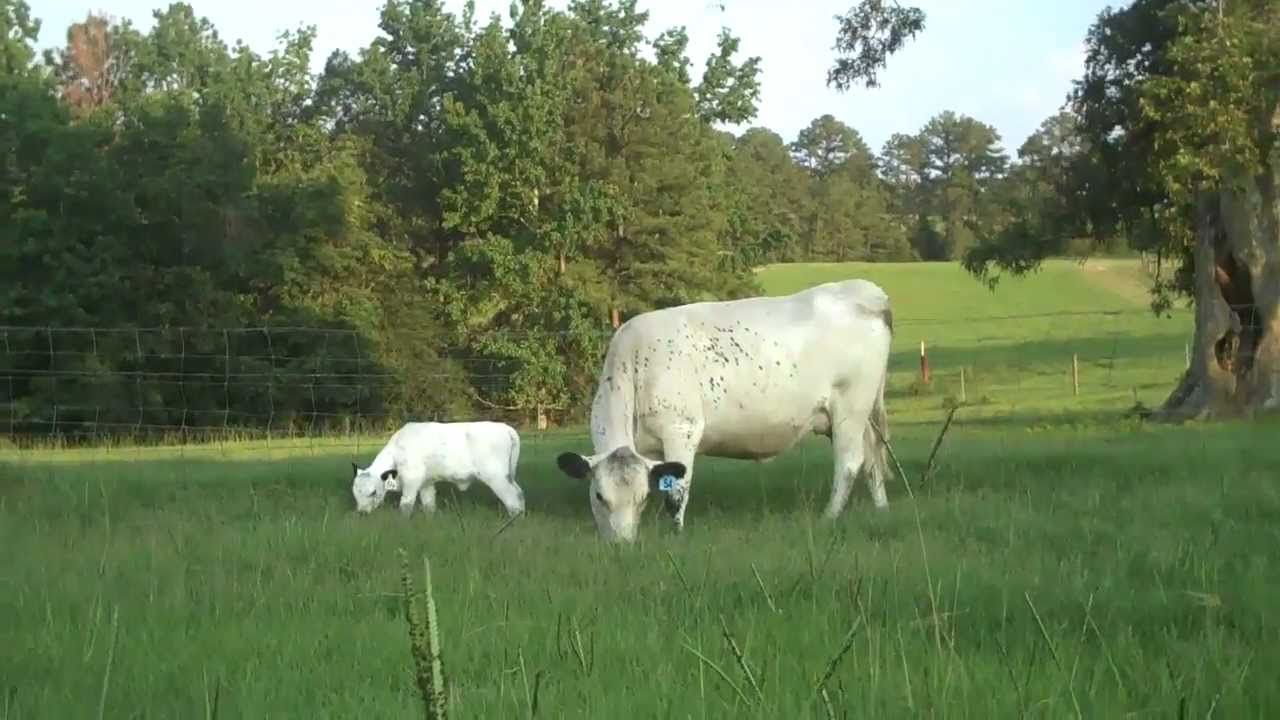 British White First Calf Heifer with her Newborn Heifer - YouTube