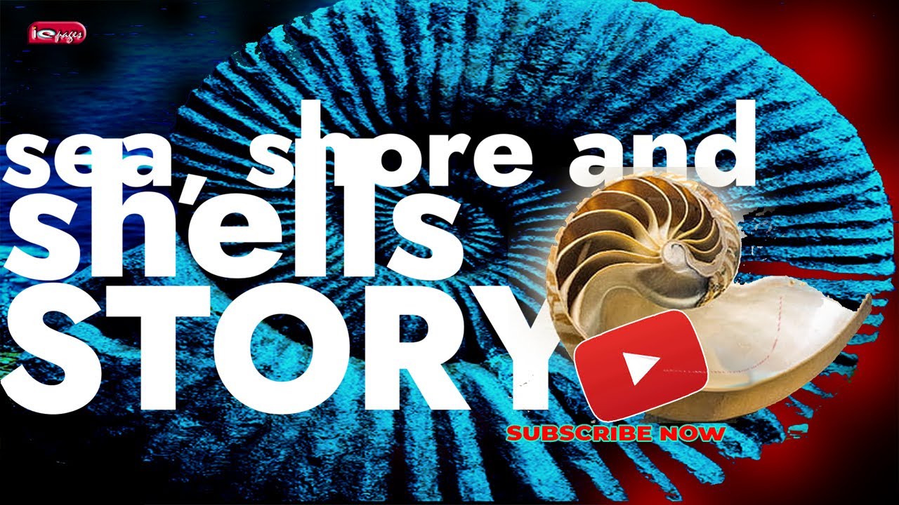SEA SHORE AND SHELLS STORY - YouTube