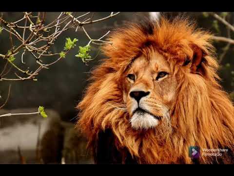 Esat Bargen Yemin. (BO. REMIX). (SLOWED&REVERB)