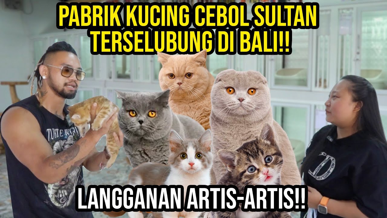 GELO! PABRIK KUCING CEBOL SULTAN TERSELUBUNG DI BALI! LANGGANAN ARTIS ...