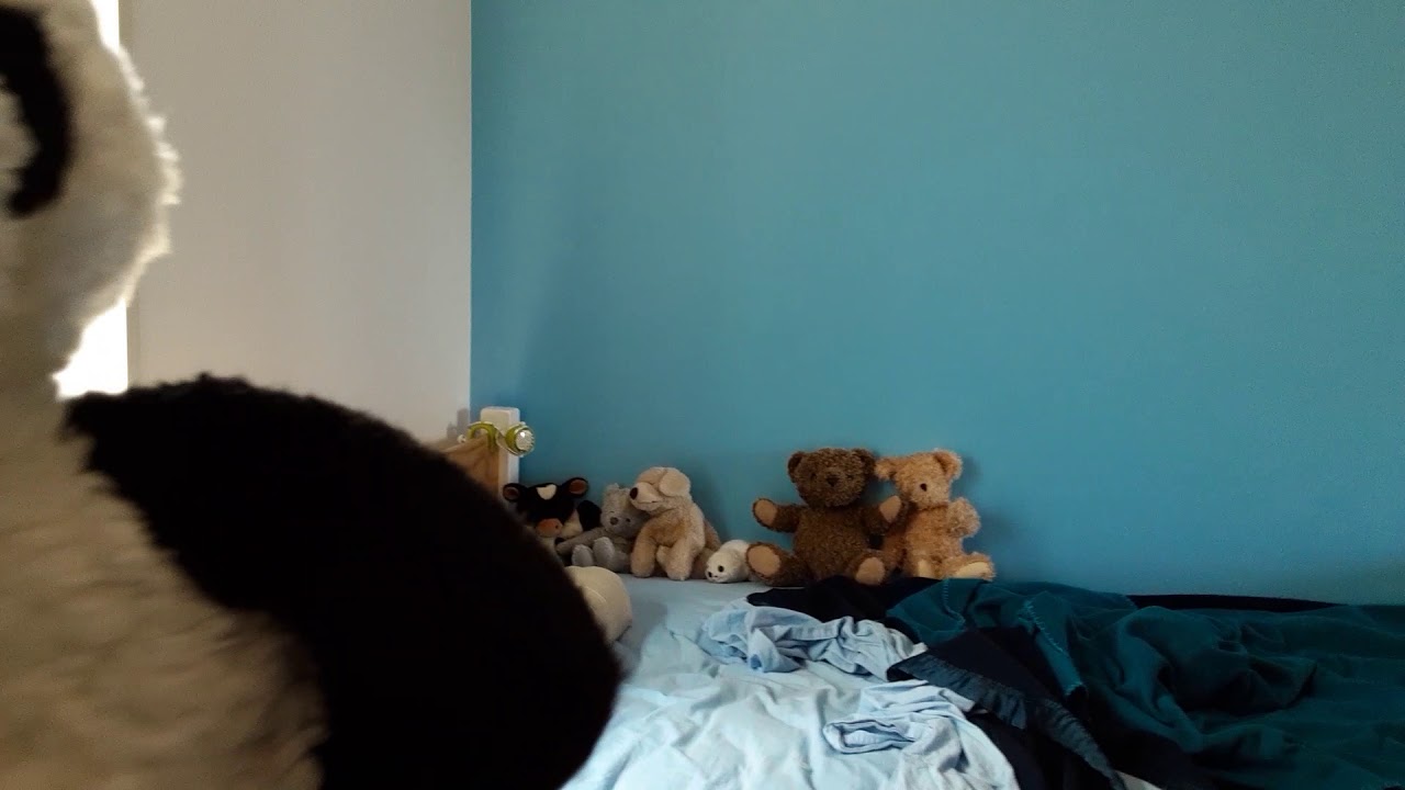 teddy fight brawl - YouTube