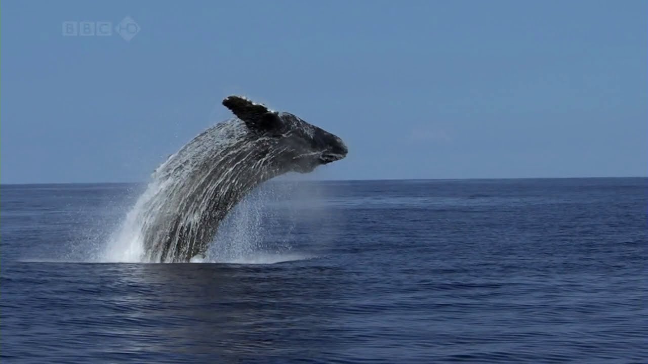 BBC Natures Great Events 6of6 The Great Feast - YouTube