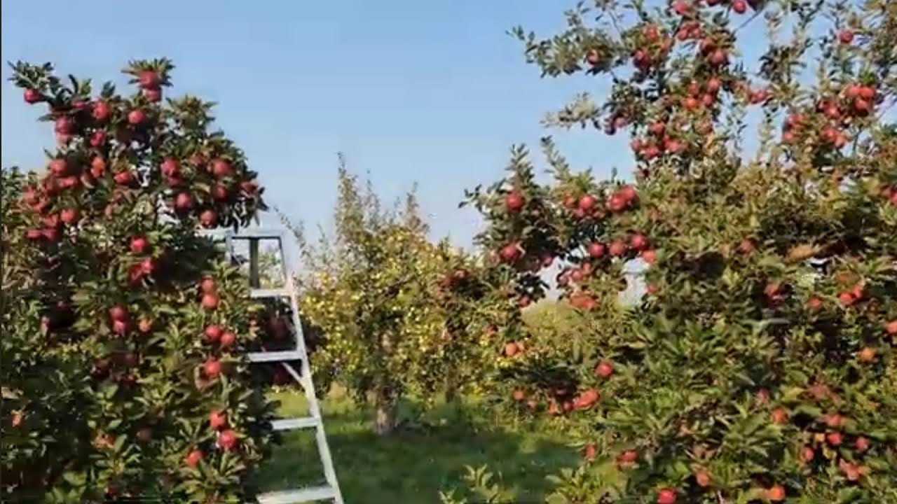 Huge Apple Farm on Heritage Road Brampton must go with family and enjoy ...