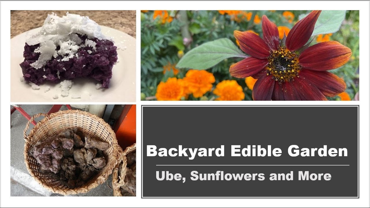Backyard Edible Garden Fall Updates | UBE and Late Sown Sunflowers ...
