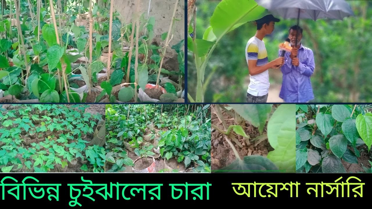 09- Famous Chuijhal nursery of Khulna district [চুই ঝালের চারা কাটিং ...