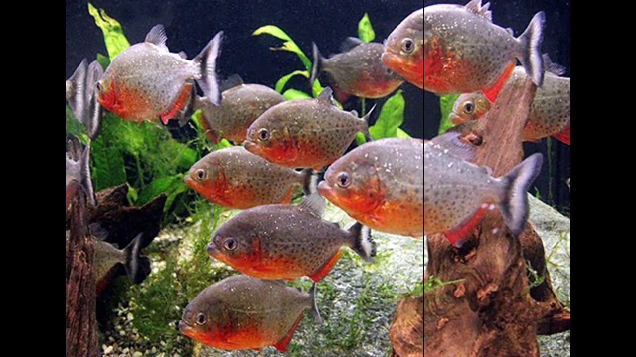 Pez Pacú y sus características - YouTube