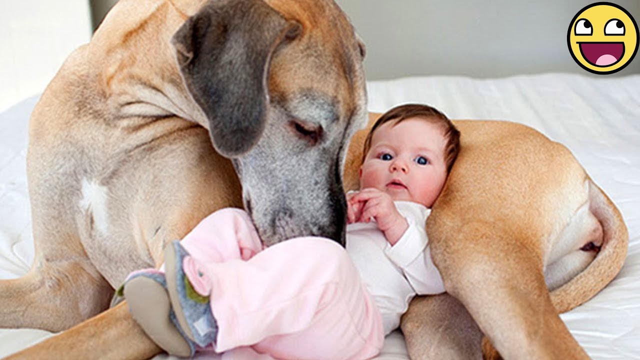 💞These Dogs & Babies Will Brighten Your Day! 😊🐶👶 | 2025 - YouTube
