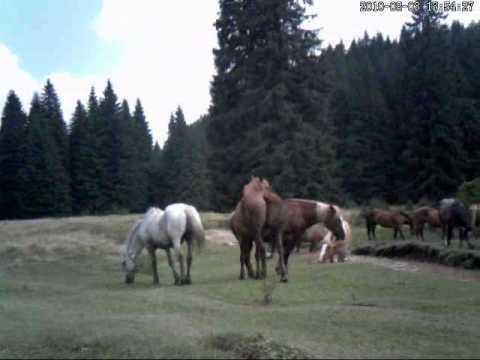 Caluti liberi in Padis, Muntii Apuseni, Romania - YouTube