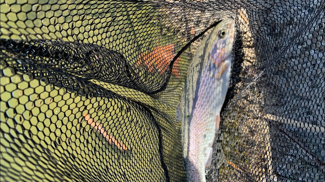 Trout fishing Prado Regional lake 2020 - YouTube