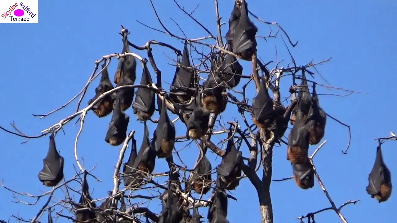 Thousands of flying foxes hang from trees in Adelaide botanic gardens ...