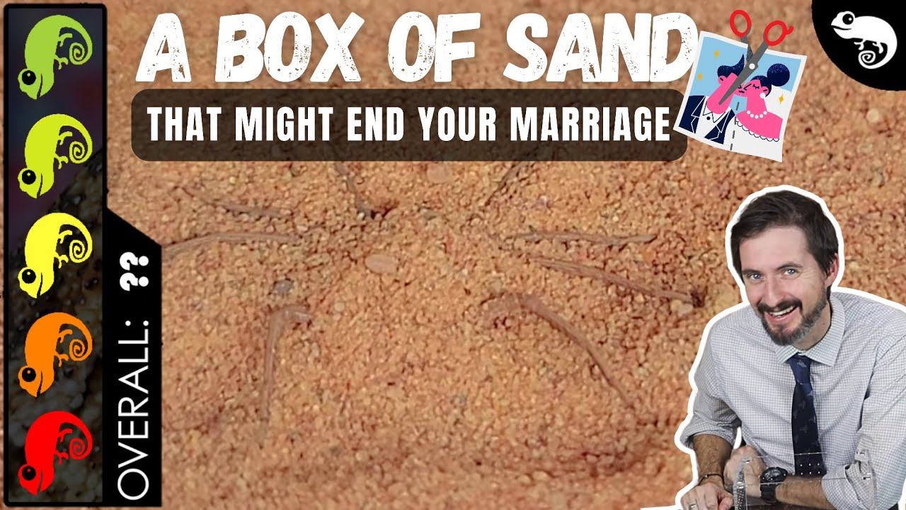 Six-Eyed Sand Spider, The Best Pet Arachnid? - YouTube