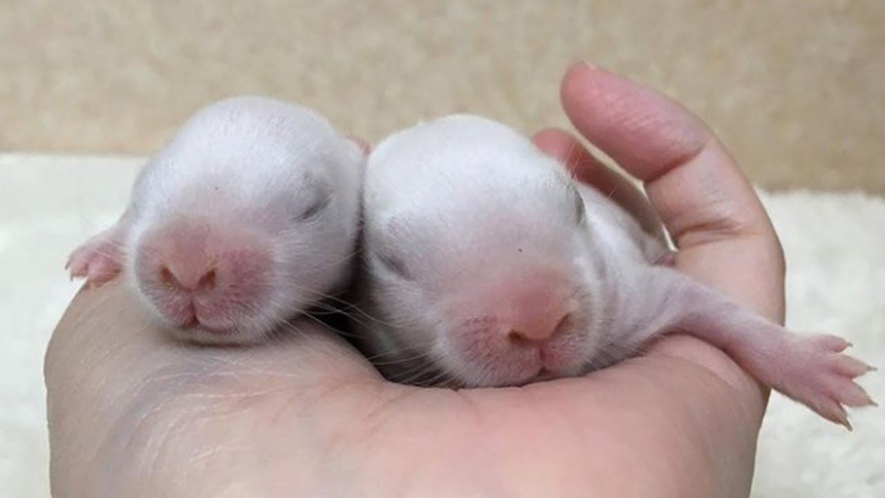 Newborn Baby Bunnies | Cutest Baby Bunnies | Cute Rabbit - YouTube